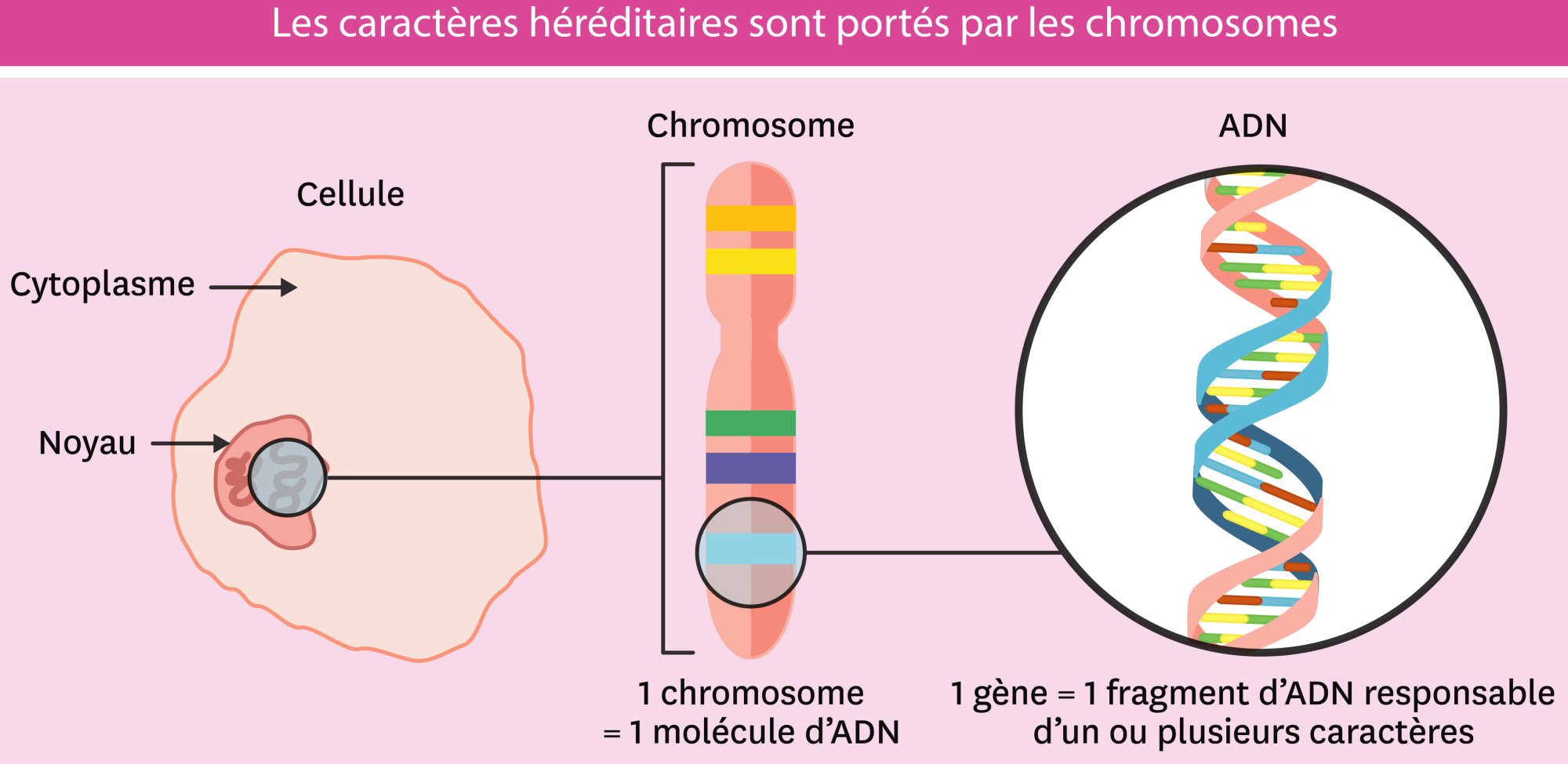 Les chromosomes sont le support de l'hérédité